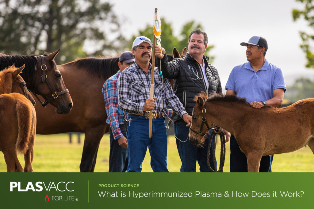 What is Hyperimmunized Plasma? - Plasvacc USA