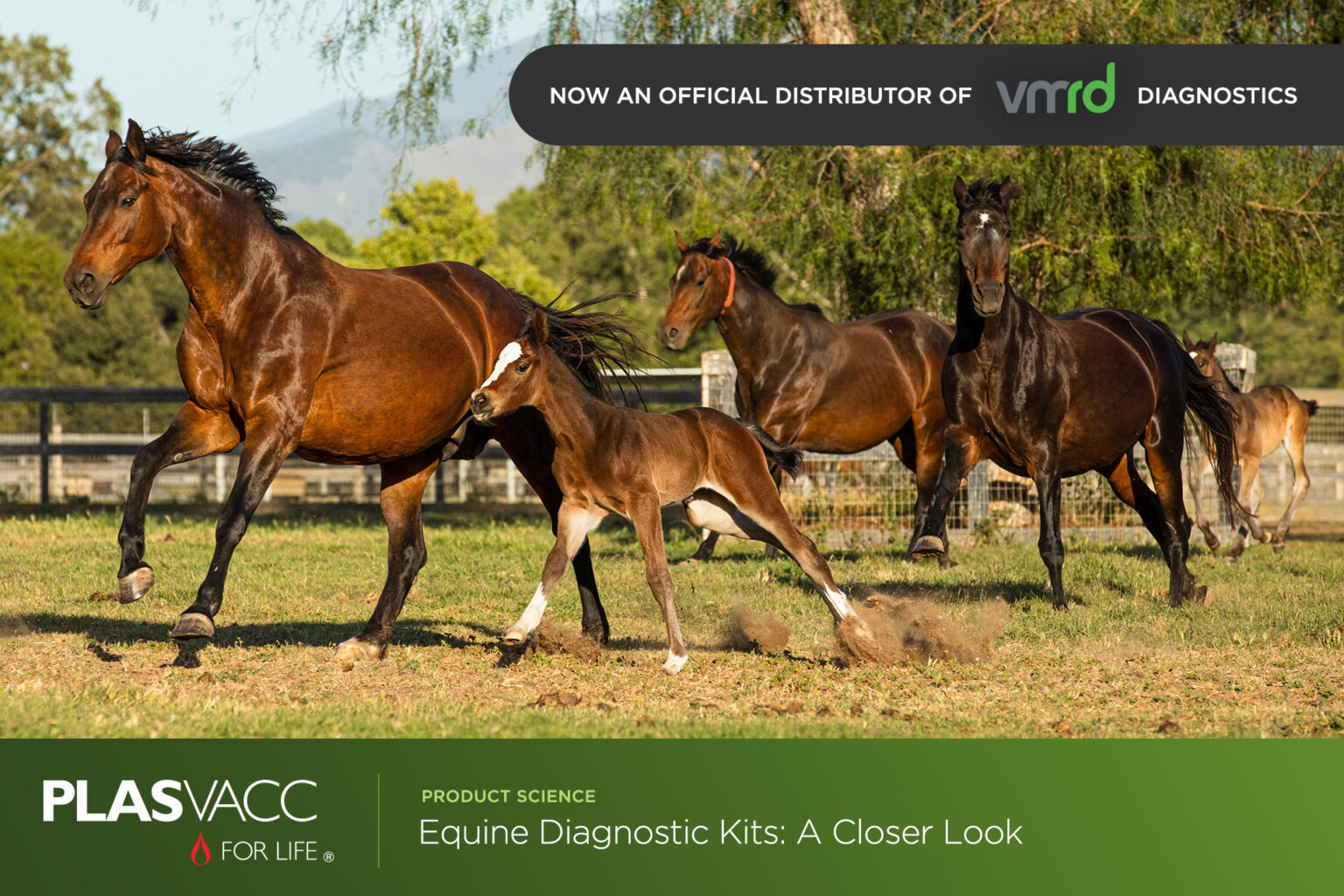 Equine Diagnostic Kits: A Closer Look - Plasvacc USA