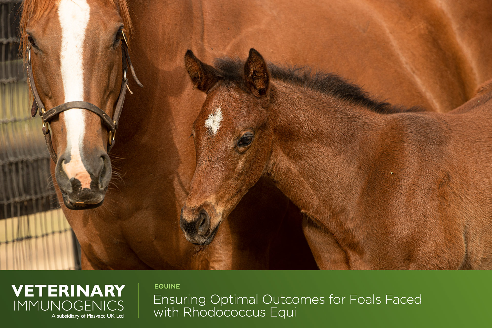 Ensuring Optimal Outcomes For Foals Faced With Rhodococcus Equi ...