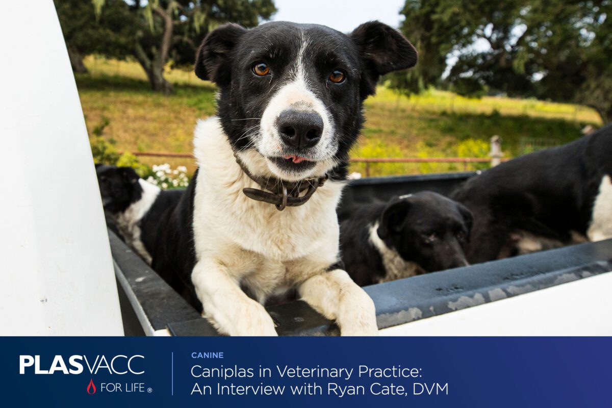 Caniplas in Veterinary Practice: An Interview with Ryan Cate, DVM ...