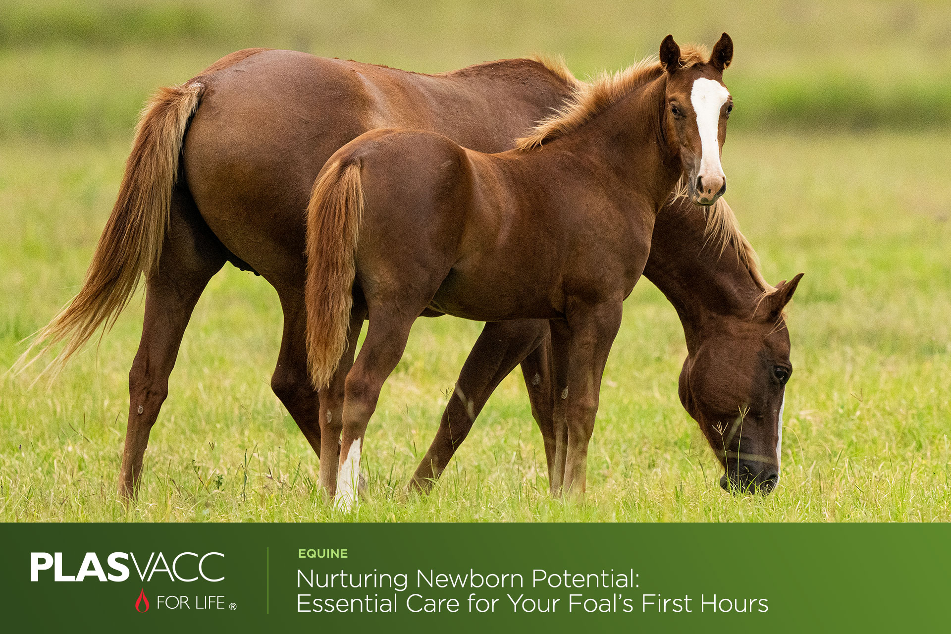 Nurturing Newborn Potential: Essential Care for Your Foal’s First Hours ...