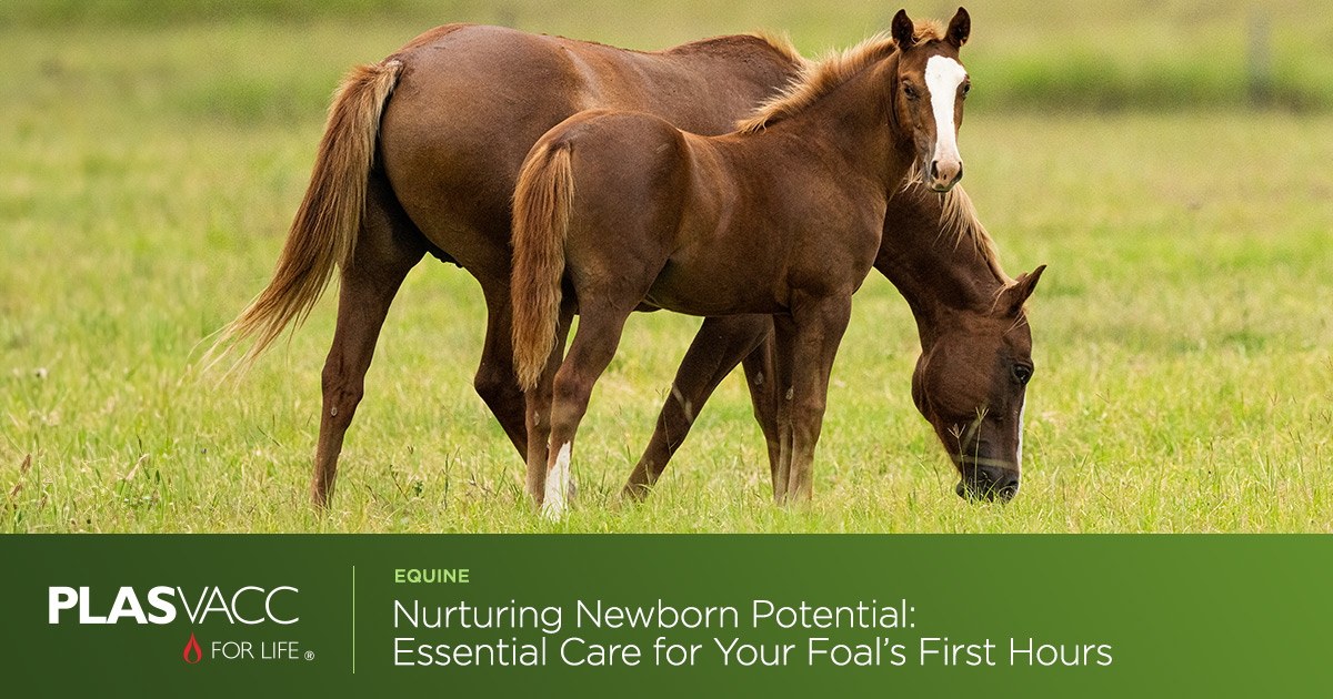 Nurturing Newborn Potential: Essential Care for Your Foal’s First Hours ...