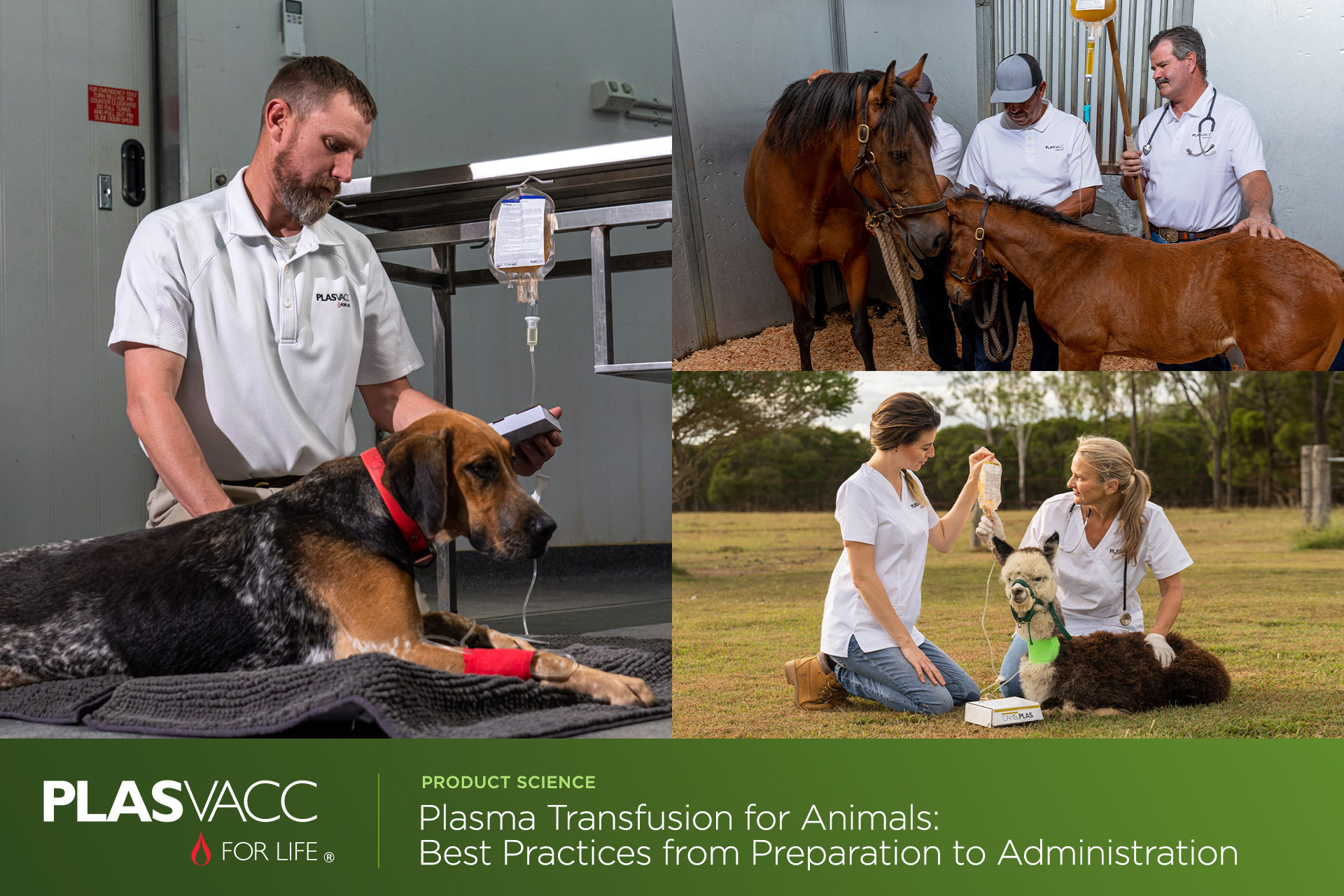 Plasma Transfusion for Animals: Best Practices from Preparation to ...