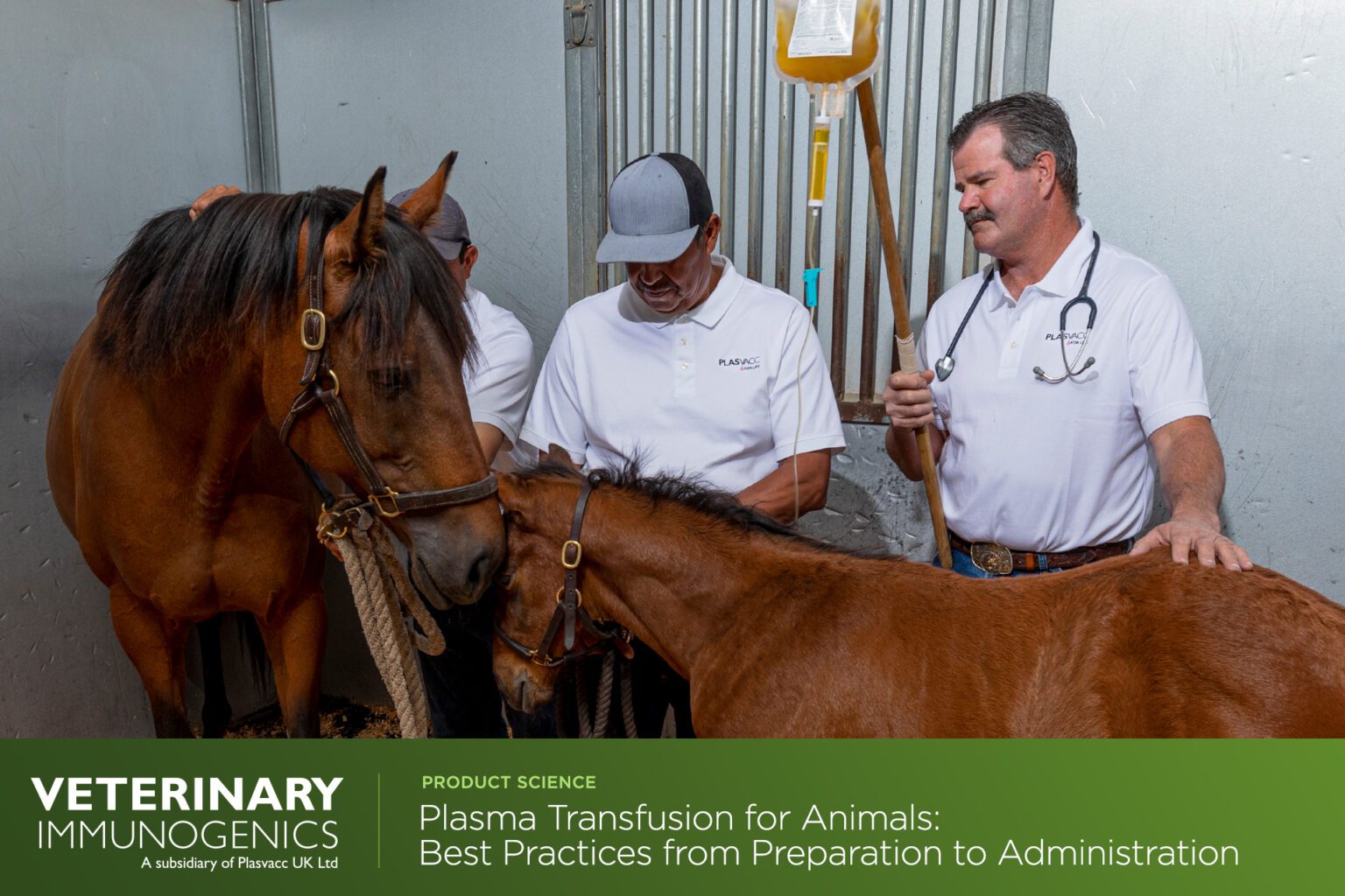 Plasma Transfusion for Animals: Best Practices from Preparation to ...