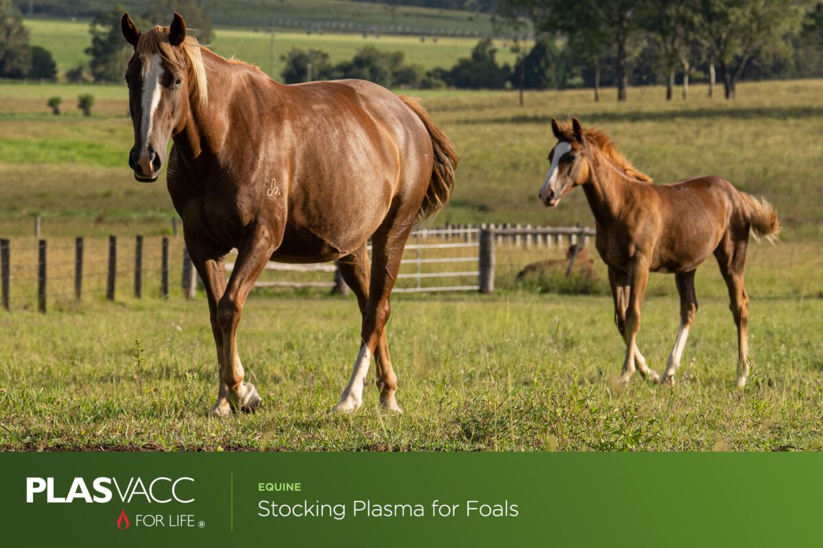 Stocking Plasma for Foals - Plasvacc USA